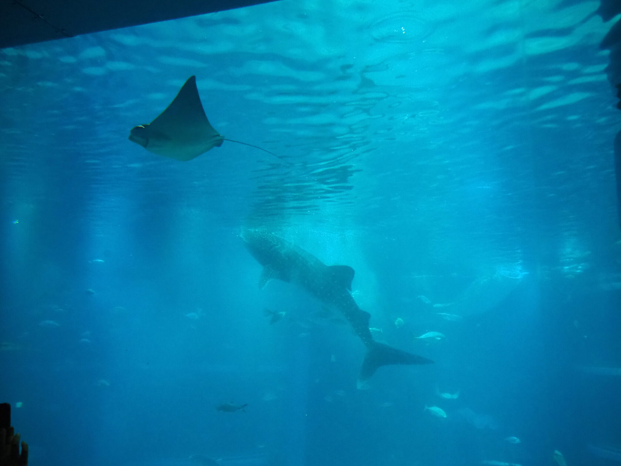 Family Adventure Awaits: Whale Sharks and More at Kaiyukan Aquarium