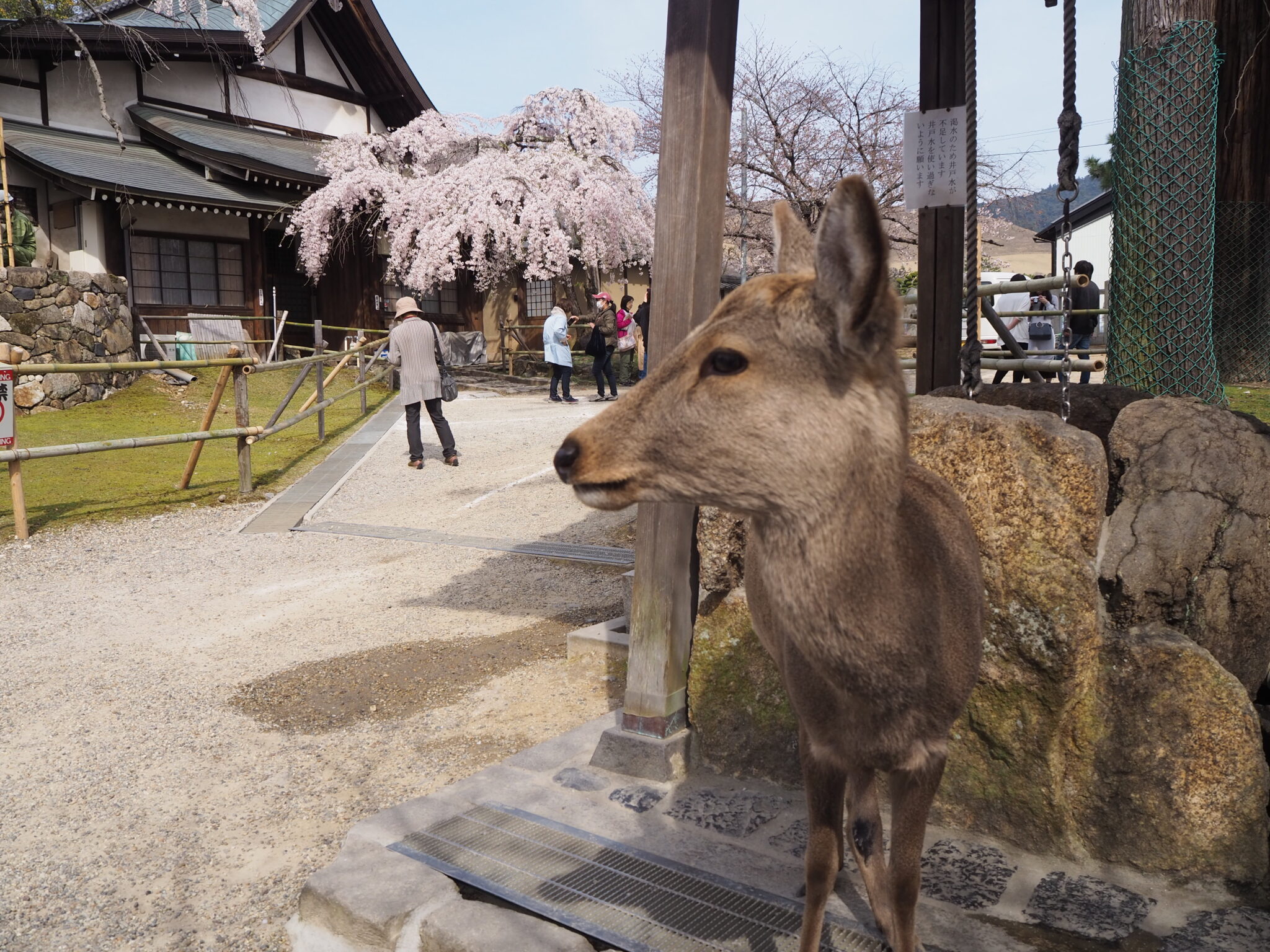 Nara Park: Where History Meets Deer Feeding and Natural Beauty